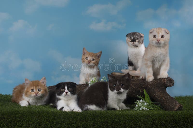 Kittens in Spring Blooming Tree Branch Blue Sky Stock Image - Image of ...