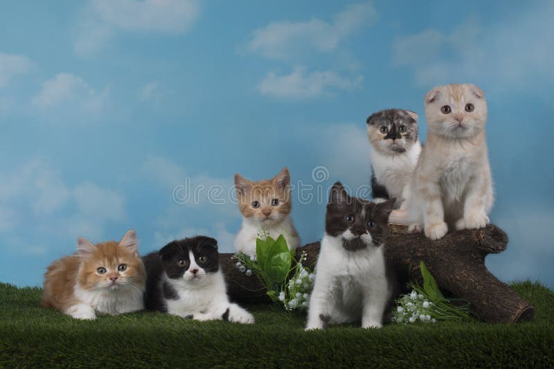 Funny Kittens Against the Background of the Spring Landscape Stock ...