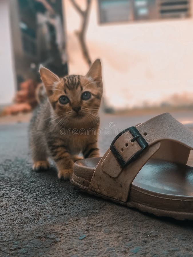 Funny kittens brown stock image. Image of animal, snout - 266744041