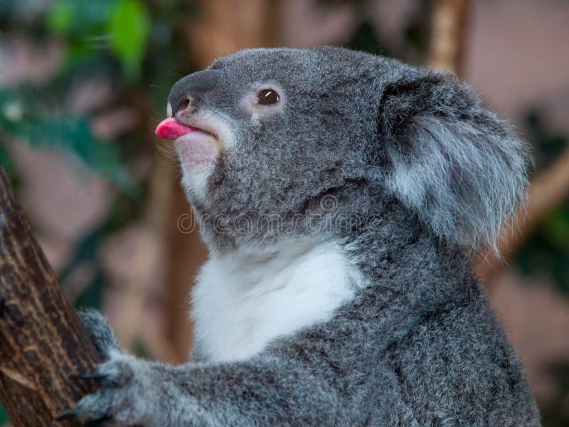 Funny Koala Bear Wallpaper Funny Koala, Koala, Funny Bear Pictures