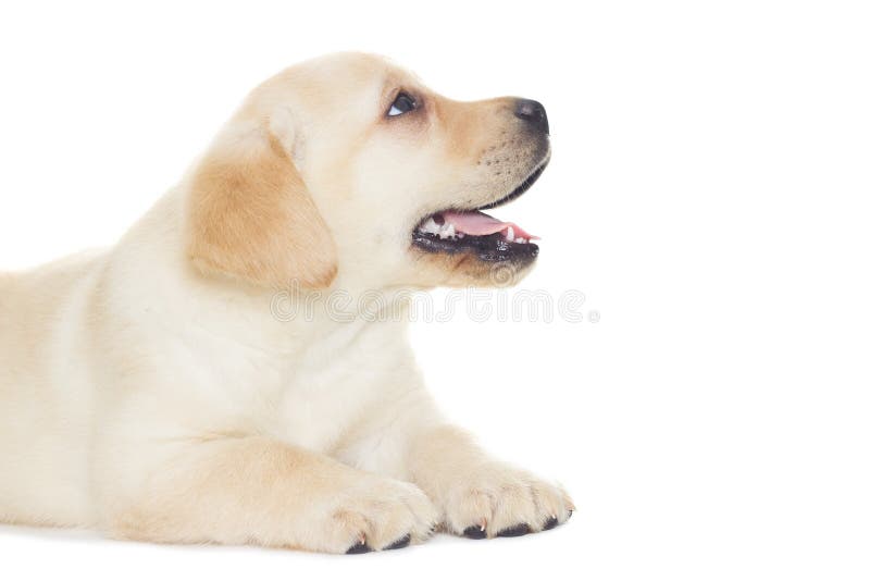 Funny Labrador Puppy Looking Stock Photo - Image of dogs, animals: 68187598