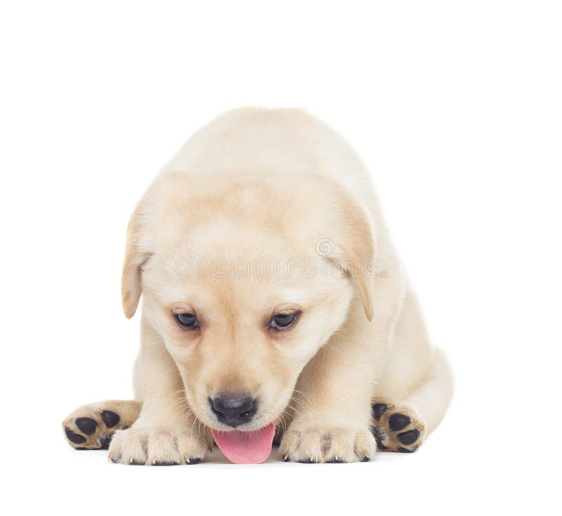 Funny Labrador Puppy Looking Stock Photo - Image of dogs, animals: 68187598