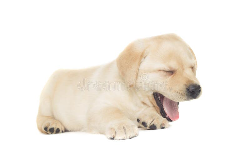 Funny labrador puppy stock image. Image of mammals, front - 69353313