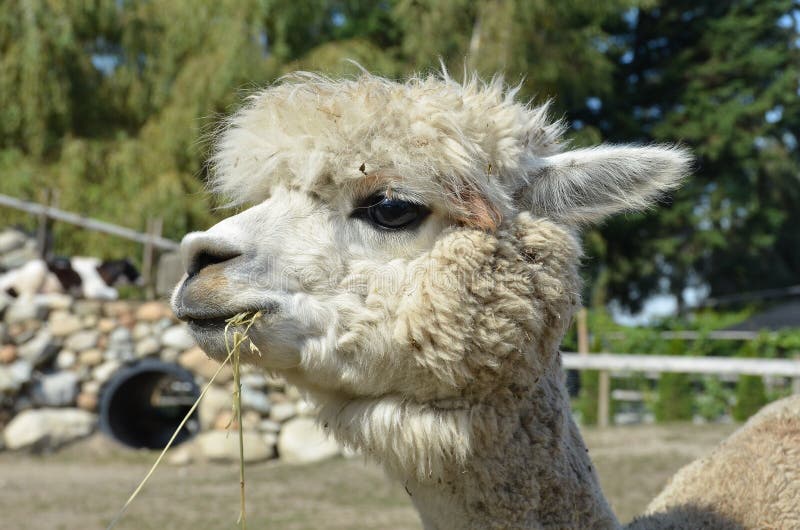 A funny lama stock photo. Image of wildlife, chew, wild - 107347554
