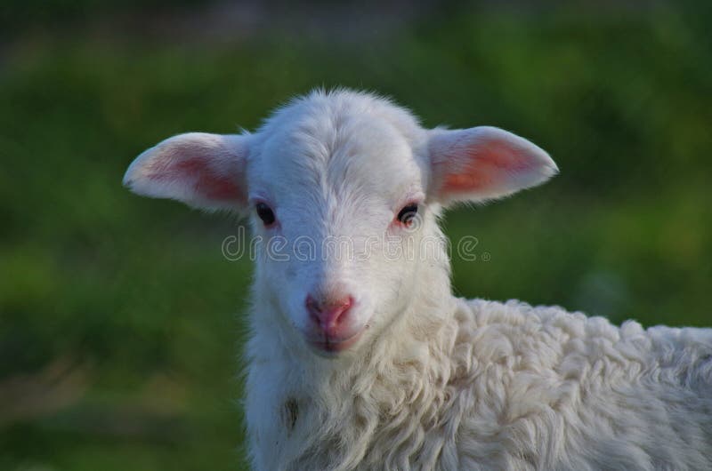 A Cute Sheep in a Front View Stock Image - Image of livestock ...