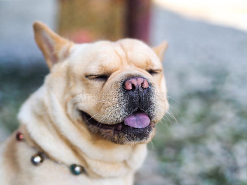 Funny laughing dog. stock photo. Image of mouth, smile - 64303998