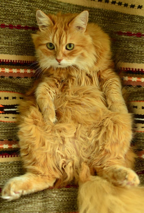 Funny lazy red stock image. Image of thoroughbred, happy - 62883511