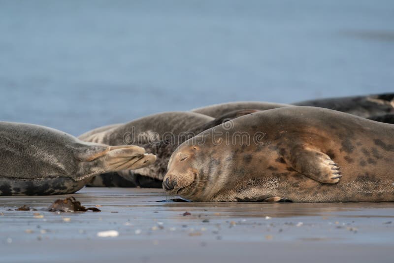 Funny Lazy Seals on the Sandy Beach of Dune, Germany Stock Image ... Funny Lazy Seals on the Sandy Beach of Dune, Germany Stock Image ...