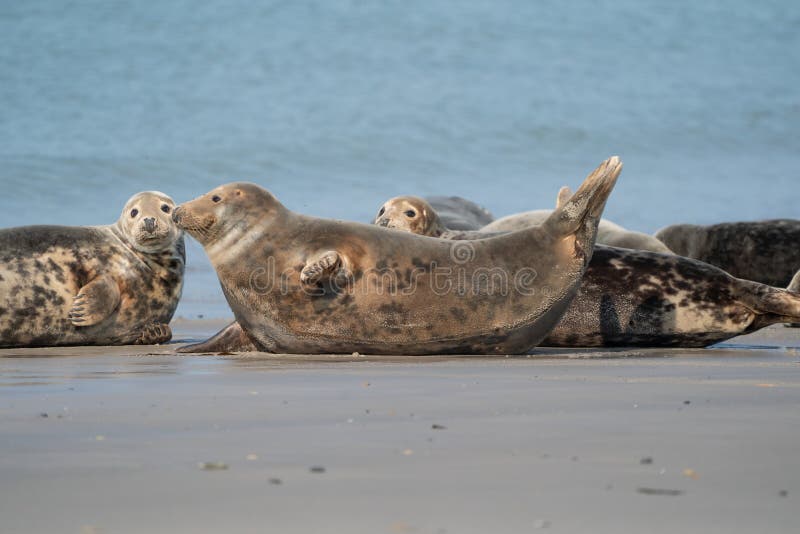 Funny Lazy Seals on the Sandy Beach of Dune, Germany. a Seal Has Its ... Funny Lazy Seals on the Sandy Beach of Dune, Germany. a Seal Has Its ...
