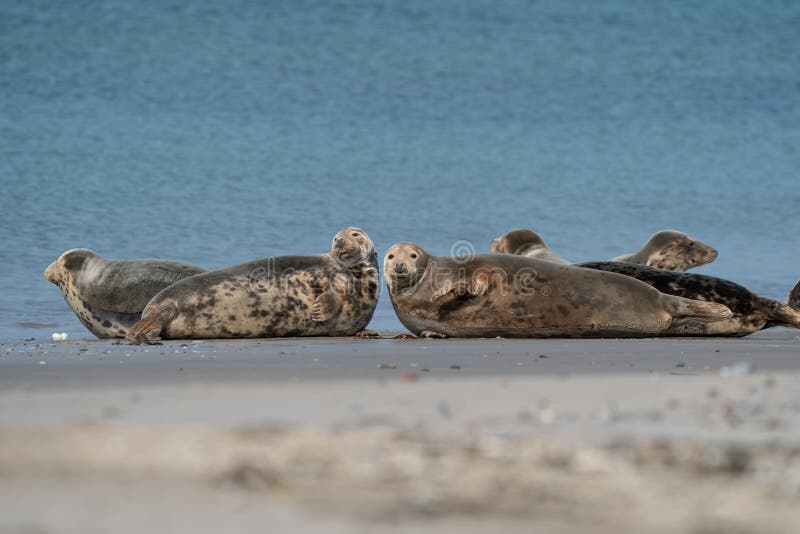 Funny Lazy Seals on the Sandy Beach of Dune, Germany. Two Seals Look ... Funny Lazy Seals on the Sandy Beach of Dune, Germany. Two Seals Look ...