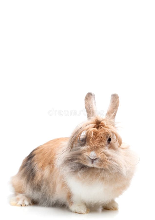 Funny rabbit stock image. Image of funny, camera, holiday - 29940985