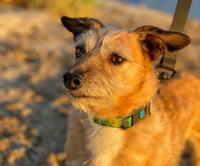 Funny Little Bearded Dog. . the Penetrating Look of a Bearded Little ...