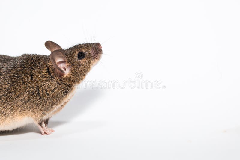 Funny little brown mouse stock image. Image of background - 100574417