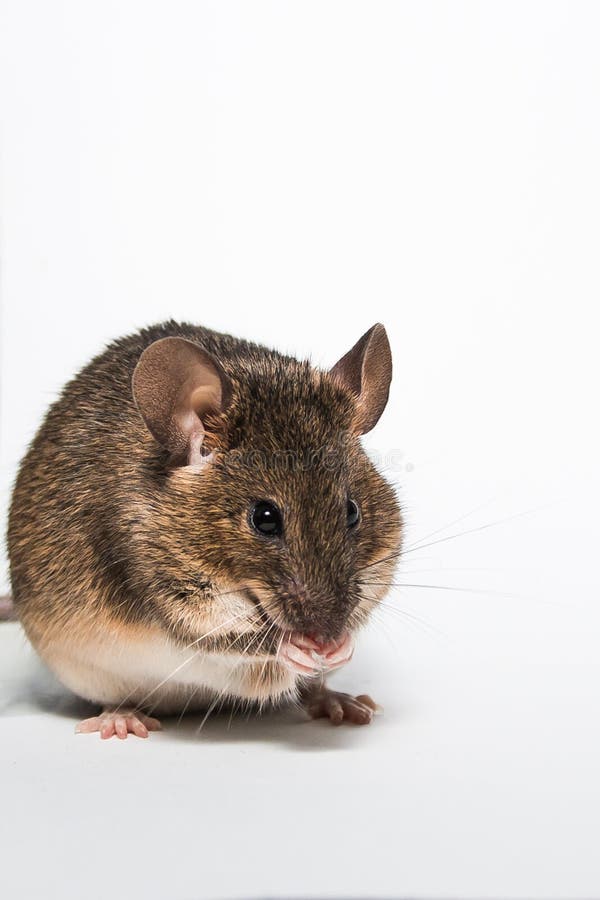 Funny little brown mouse stock image. Image of background - 100574417