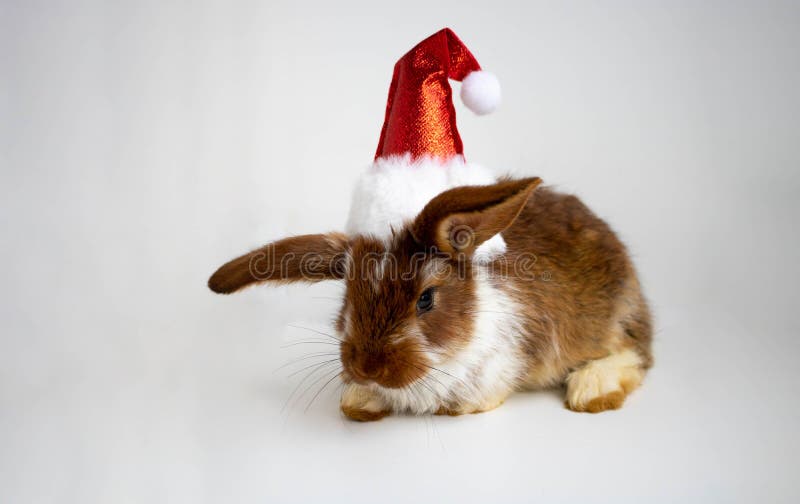 A Funny Little Brown Rabbit in a Red Christmas Hat Stock Image - Image ...