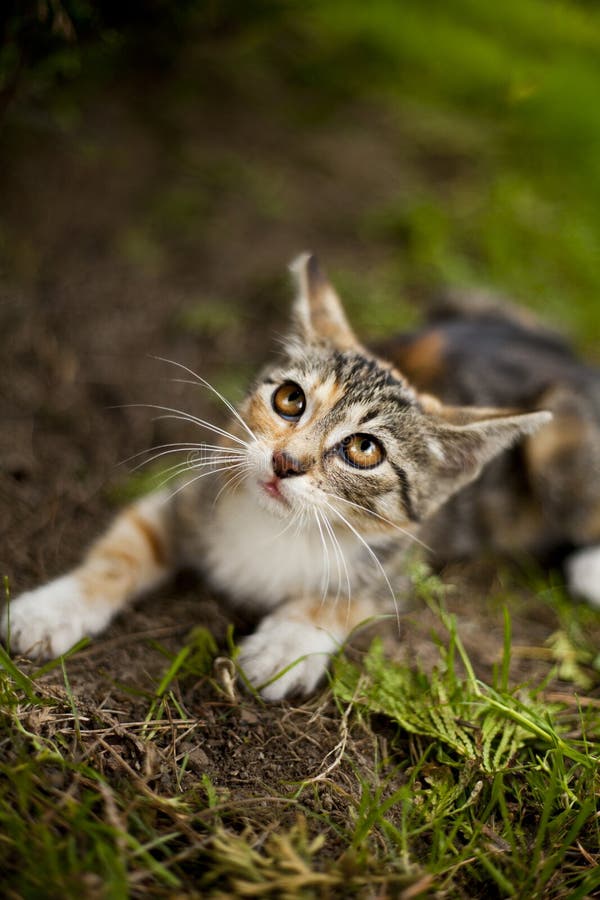 Funny little cat stock photo. Image of nature, green - 24136490