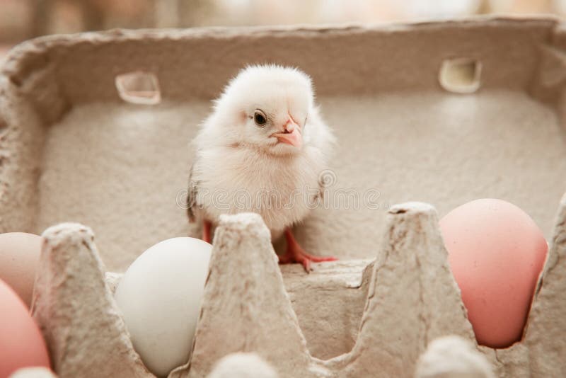 Funny Little Chicken in Egg Box Outside Stock Photo - Image of happy ...