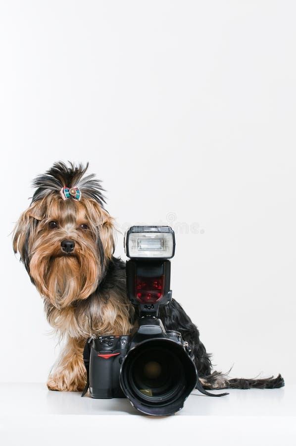 Dog with Shades and a Photo Camera Stock Image - Image of polaroid ...