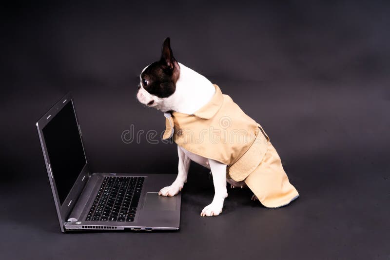 Funny Little Dog Lying in Front of Laptop and Looking with Interest at ...