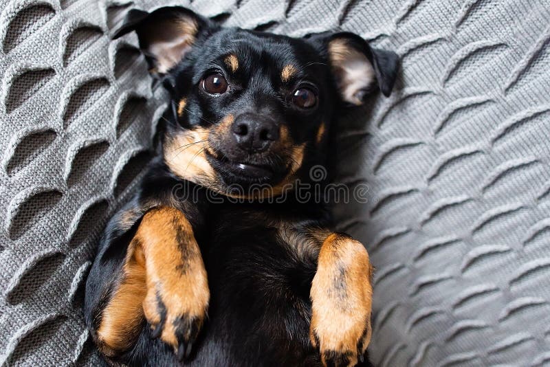 Funny Little Dog Lying on Its Back Stock Photo - Image of paws, funny ...