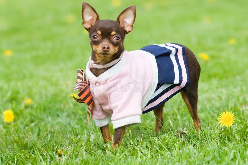 Funny little dog outside stock image. Image of dandelion - 5347069