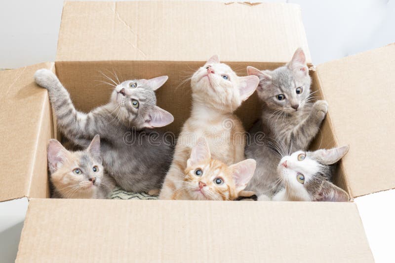 Funny Little Kittens in a Box Stock Image - Image of domestic, paper ...