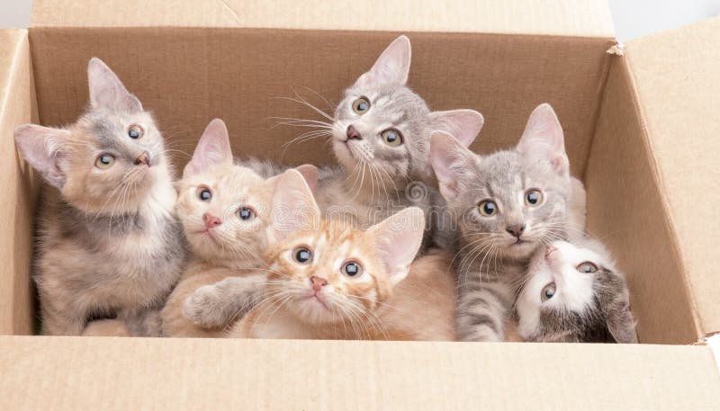 Funny Little Kittens in a Box Stock Image - Image of cute, banner: 46032669