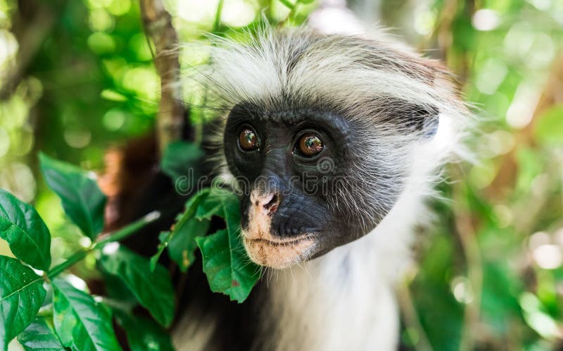 Funny Little Monkey on a Tree Stock Image - Image of hairy, imitation ...