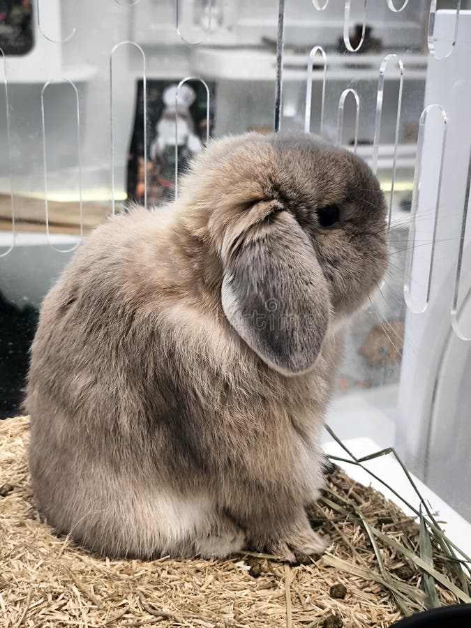 A Funny Little Rabbit Brown in the Cage Stock Photo - Image of small ...