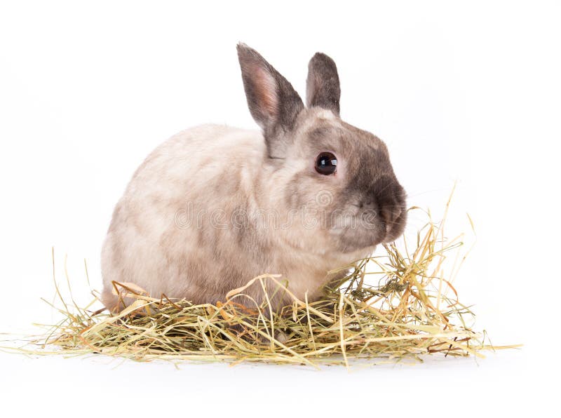 Little Rabbit stock photo. Image of flowers, animal, white - 26629130