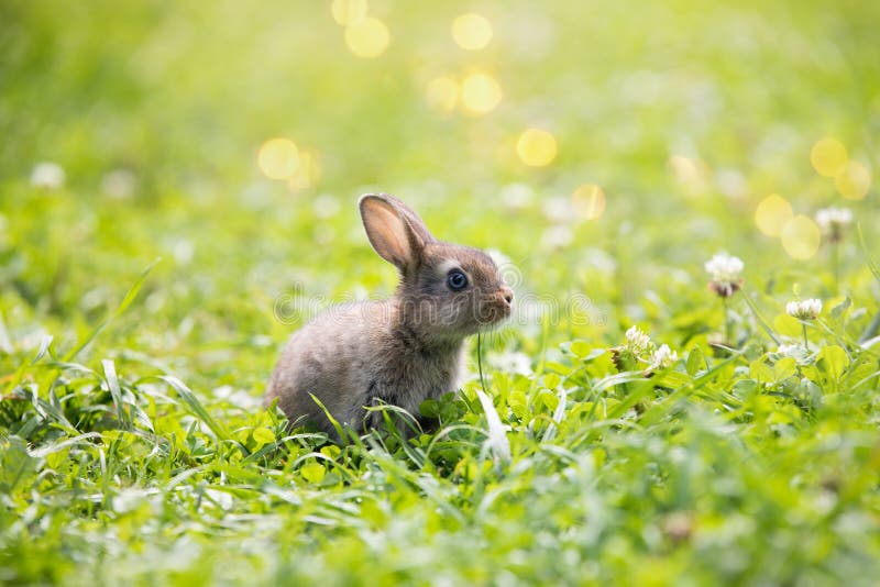 Funny Little Rabbit Laying in the Grass Stock Photo - Image of green ...