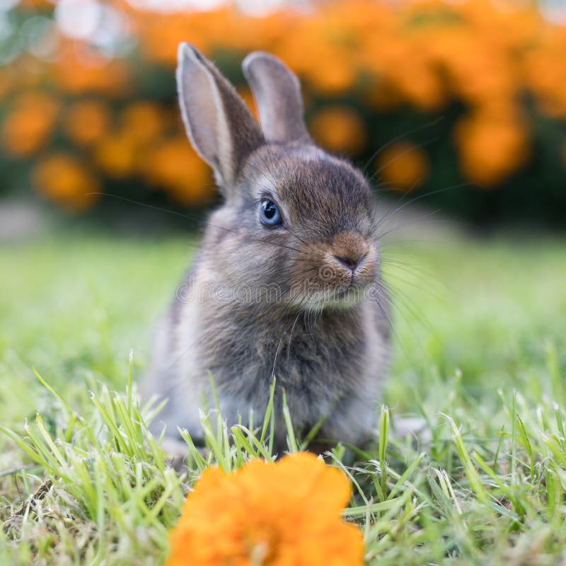 Gray rabbit in green grass stock photo. Image of fluffy - 41018186