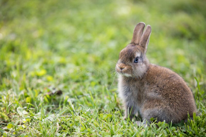 Funny Little Rabbit Laying in the Grass Stock Image - Image of garden ...