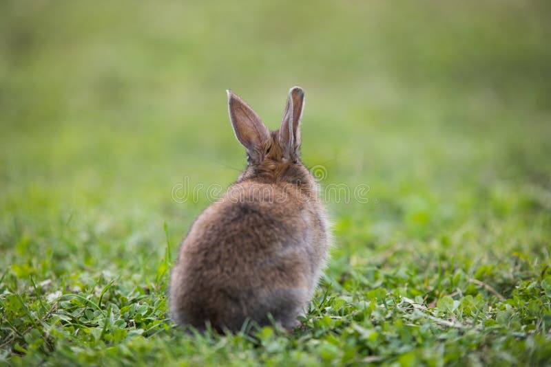 Funny Little Rabbit Laying in the Grass Stock Photo - Image of little ...