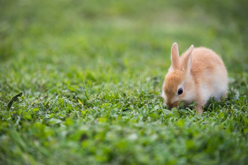 Funny Little Rabbit Laying in the Grass Stock Image - Image of garden ...