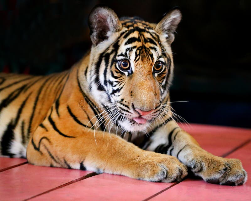 Funny little tiger stock image. Image of exotic, fauna - 82844231