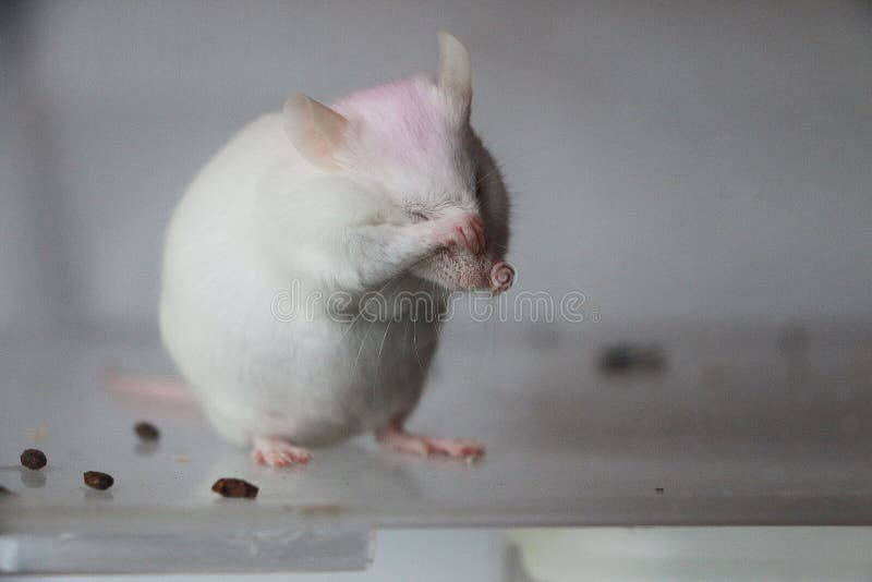 Funny Little White Mouse Dressing Up Stock Image - Image of head, funny ...