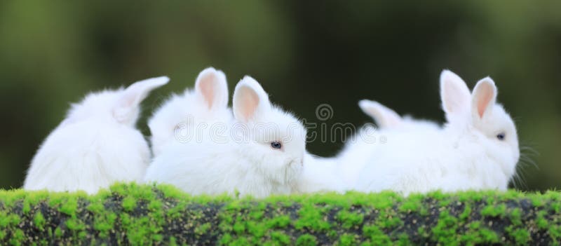 Little White Rabbit in Nature Stock Photo - Image of farm, white: 284976668