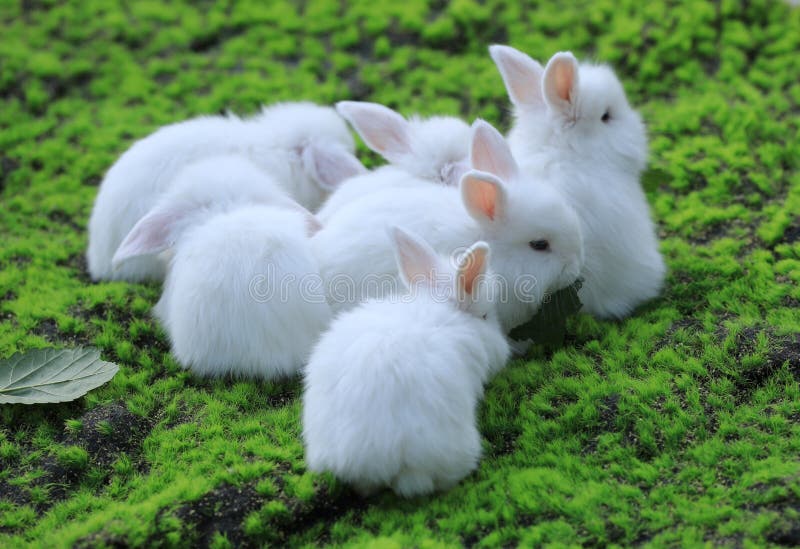 Little White Rabbit in Nature Stock Photo - Image of green, playful ...
