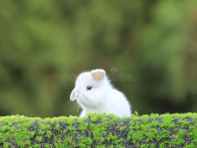 Little White Rabbit in Nature Stock Photo - Image of animal, wildlife ...