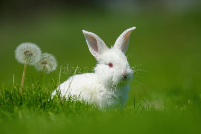 Funny Little White Rabbit on Spring Green Grass with Dandelion Stock ...