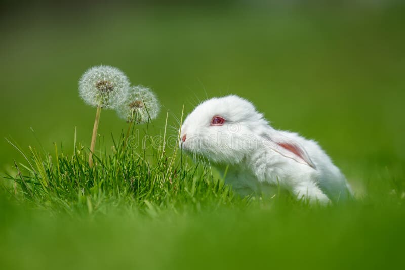 Funny Little White Rabbit on Spring Green Grass with Dandelion Stock ...