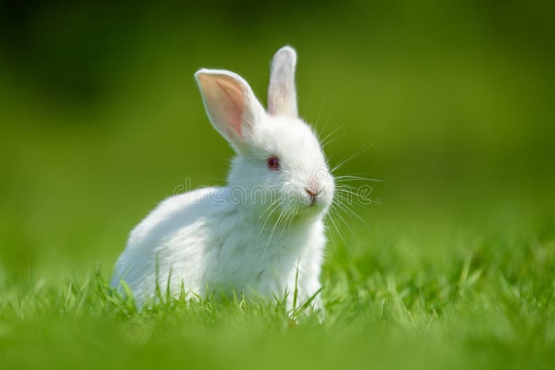 Funny Little White Rabbit on Spring Green Grass Stock Image - Image of ...