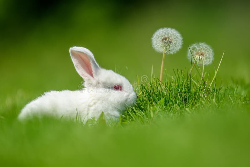 Funny Little White Rabbit on Spring Green Grass Stock Photo - Image of ...