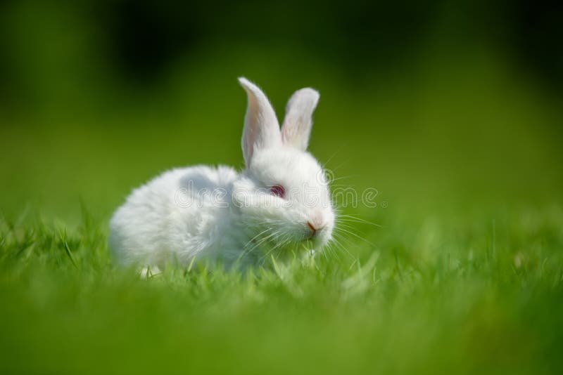 Funny Little White Rabbit on Spring Green Grass Stock Image - Image of ...