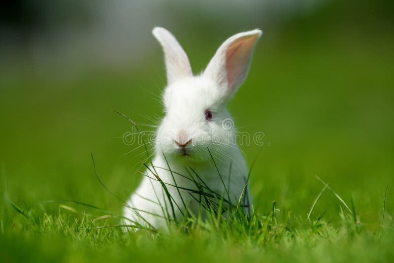 Funny Little White Rabbit on Spring Green Grass Stock Photo - Image of ...
