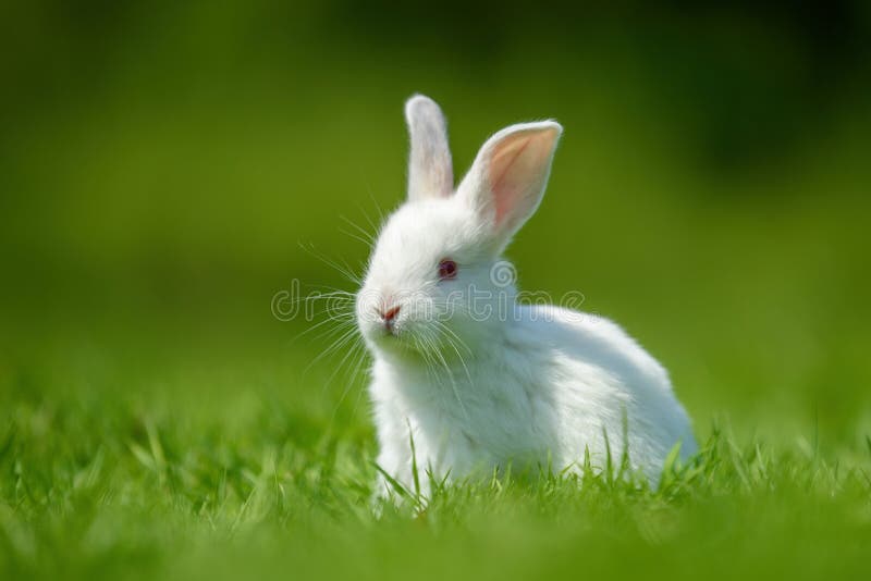 Funny Little White Rabbit on Spring Green Grass Stock Photo - Image of ...