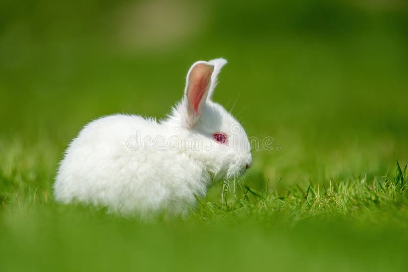 Funny Little White Rabbit on Spring Green Grass Stock Photo - Image of ...