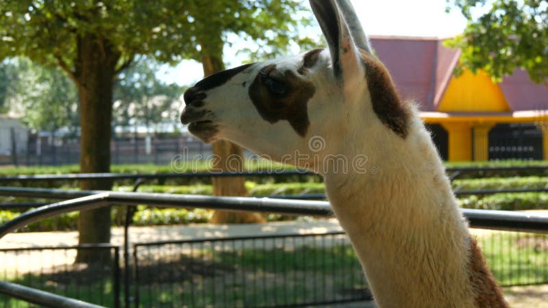 Funny Llama in the Zoo Eats from Human Hands Stock Footage - Video of ...