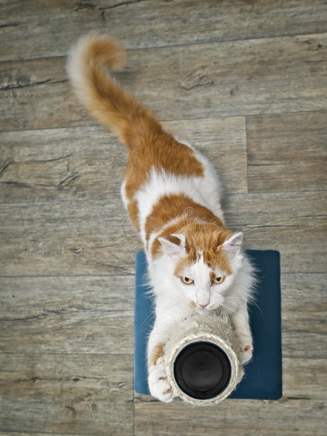 Funny Longhair Cat Sharpening Her Claws on the Scratching Post. High ...